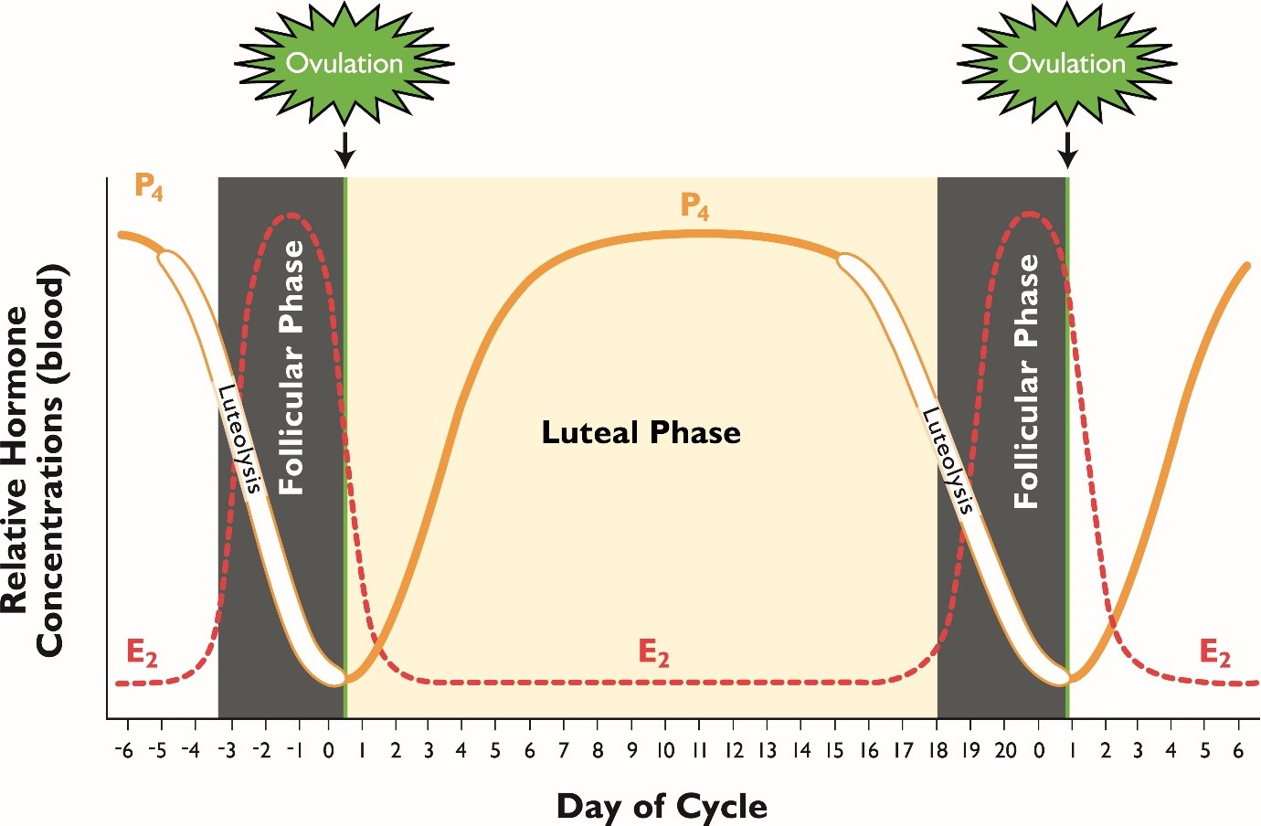Hormones Of A Cows Oestrous Cycle Repro360